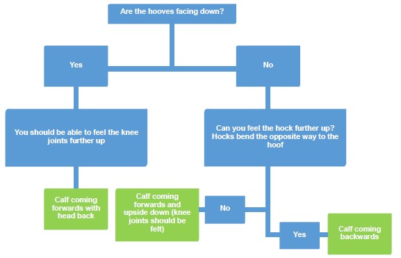 Minimising calving difficulties - Potential calving problems | AHDB