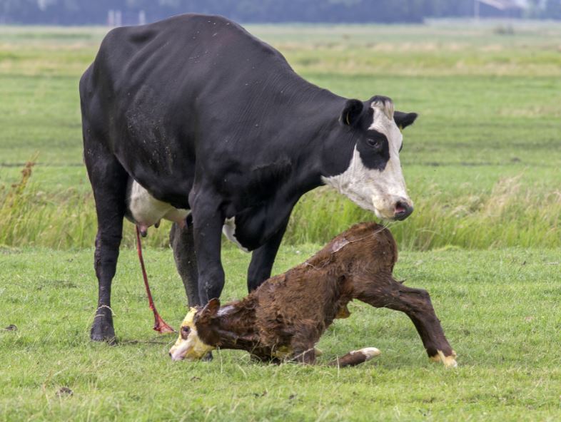 Suckler Cow Efficiency, Profitability and Sustainability | AHDB