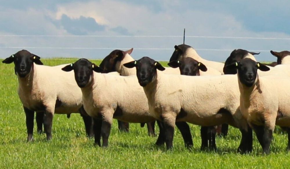 RamCompare hits major milestone | AHDB