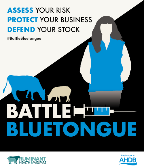 Vaccination cost calculator launched to help Battle Bluetongue | AHDB