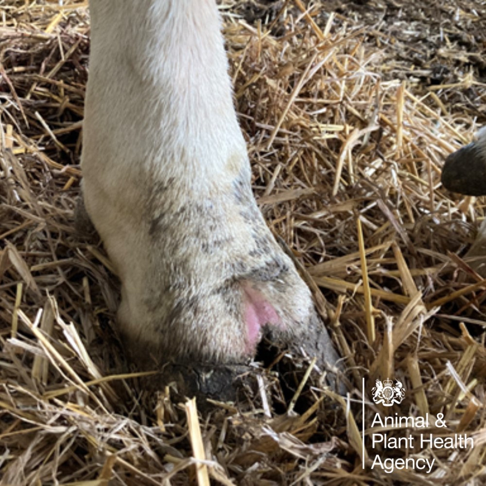 Clinical signs of bluetongue | AHDB