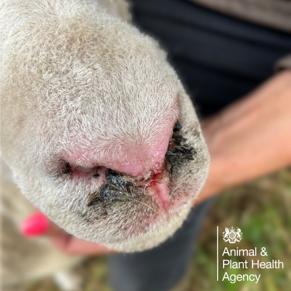 Clinical signs of bluetongue | AHDB
