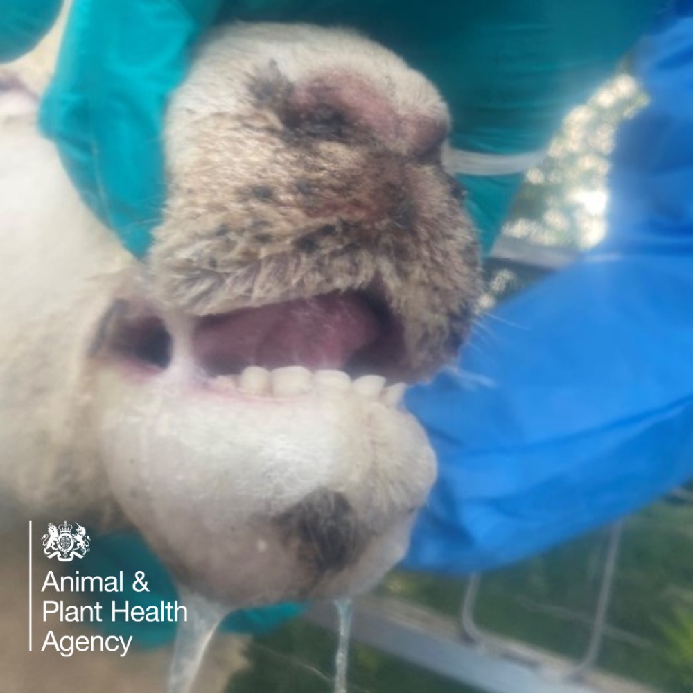 Clinical signs of bluetongue | AHDB