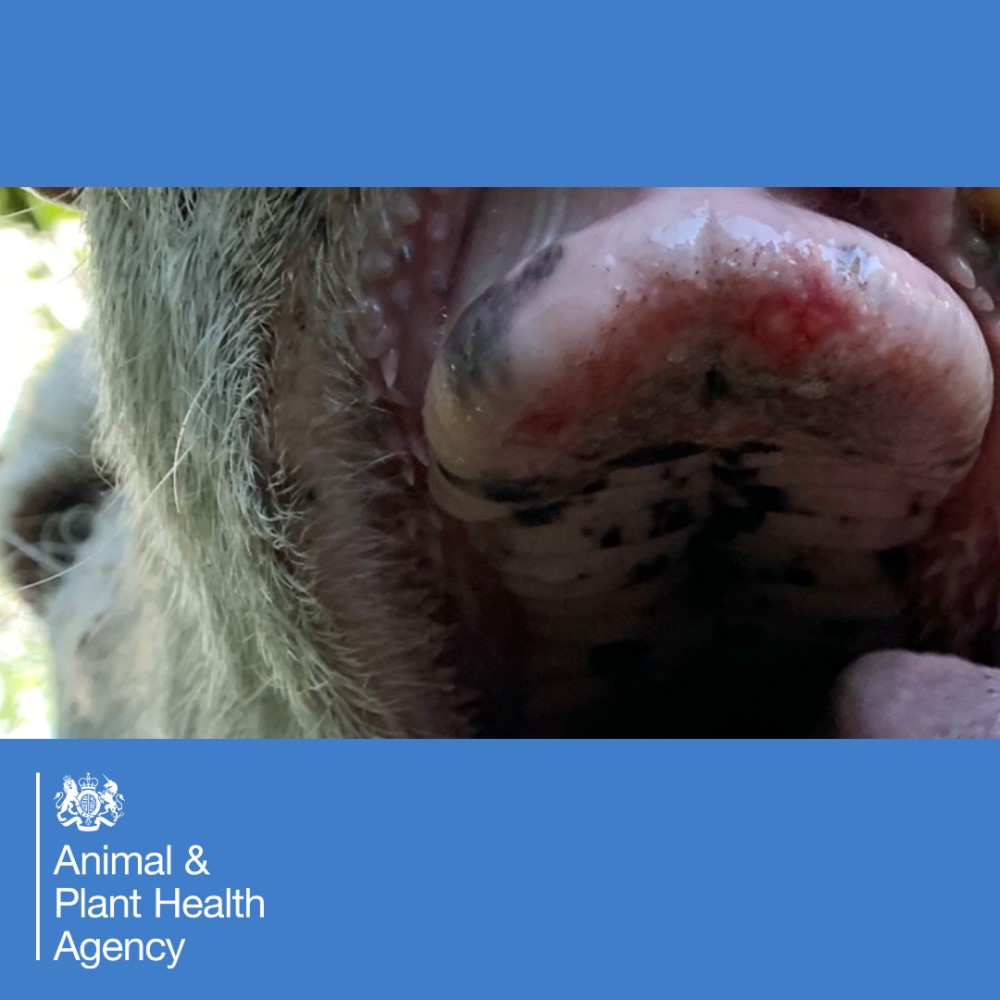 Clinical signs of bluetongue | AHDB