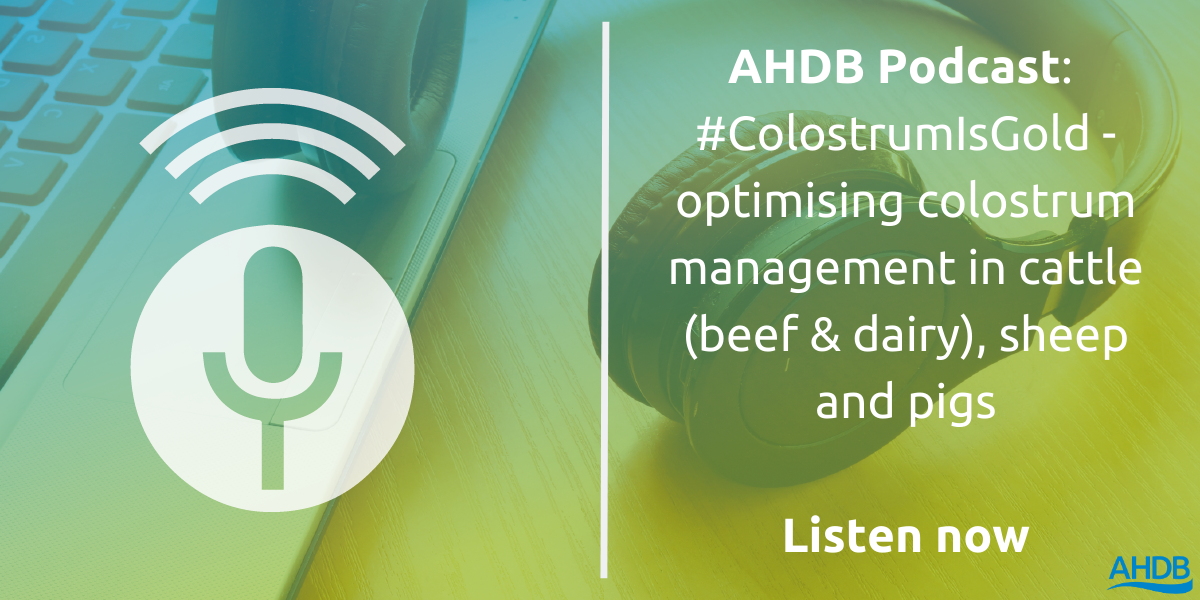 Colostrum Is Gold podcast canva | AHDB