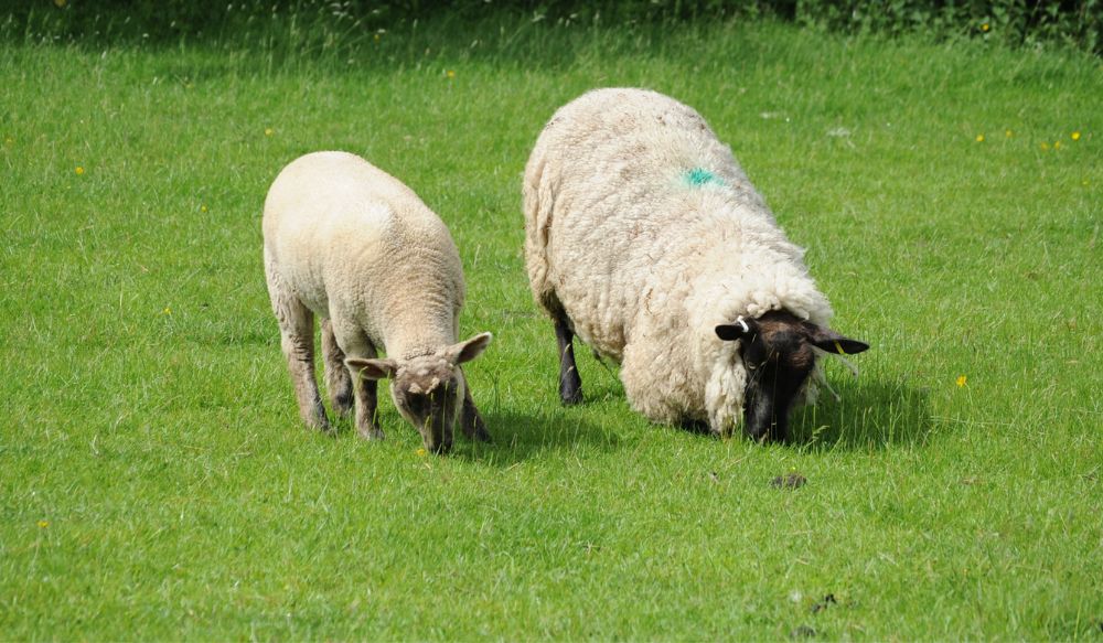 Lameness spreads within families of sheep in spring | AHDB