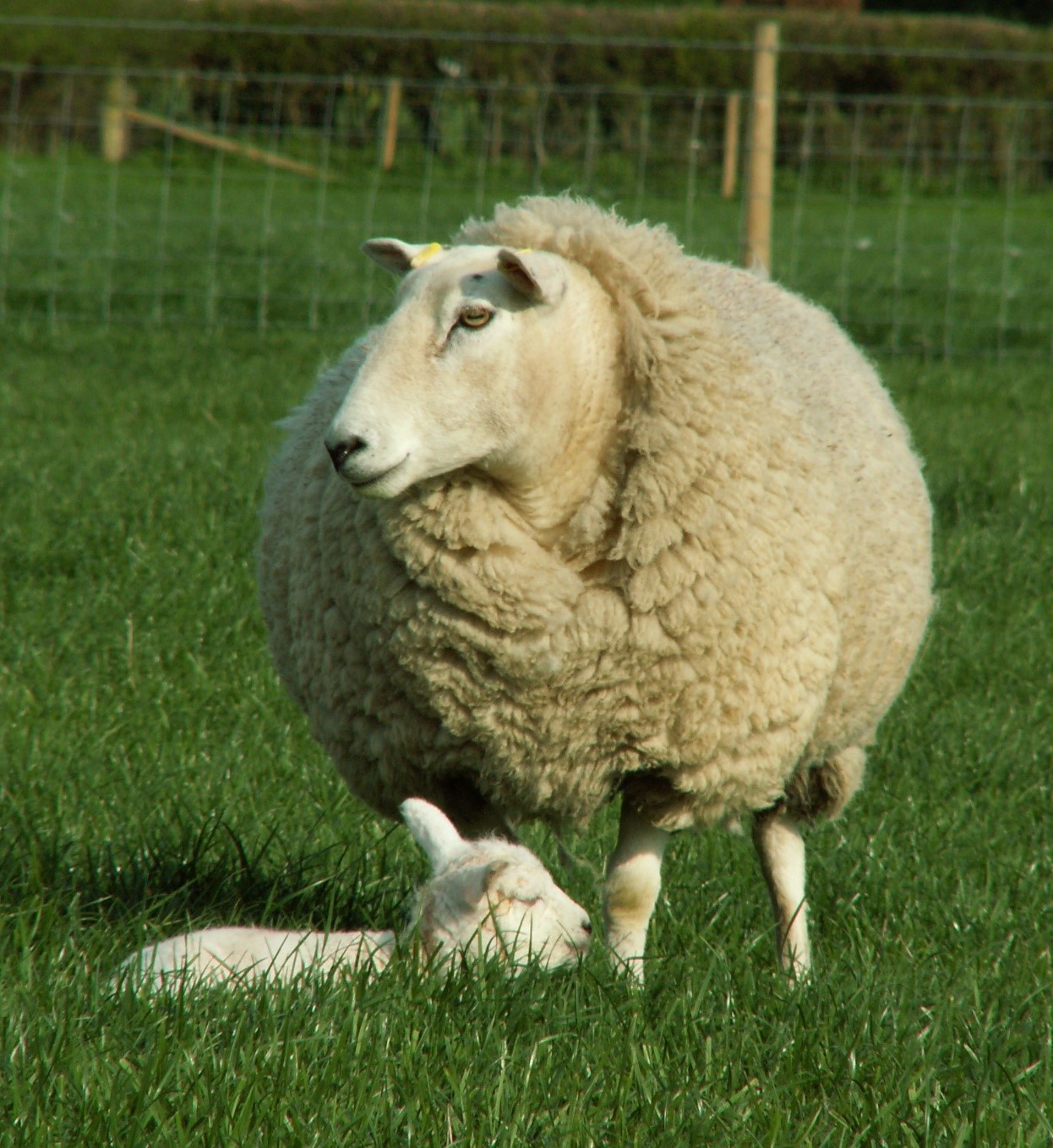 sheep breed survey | AHDB