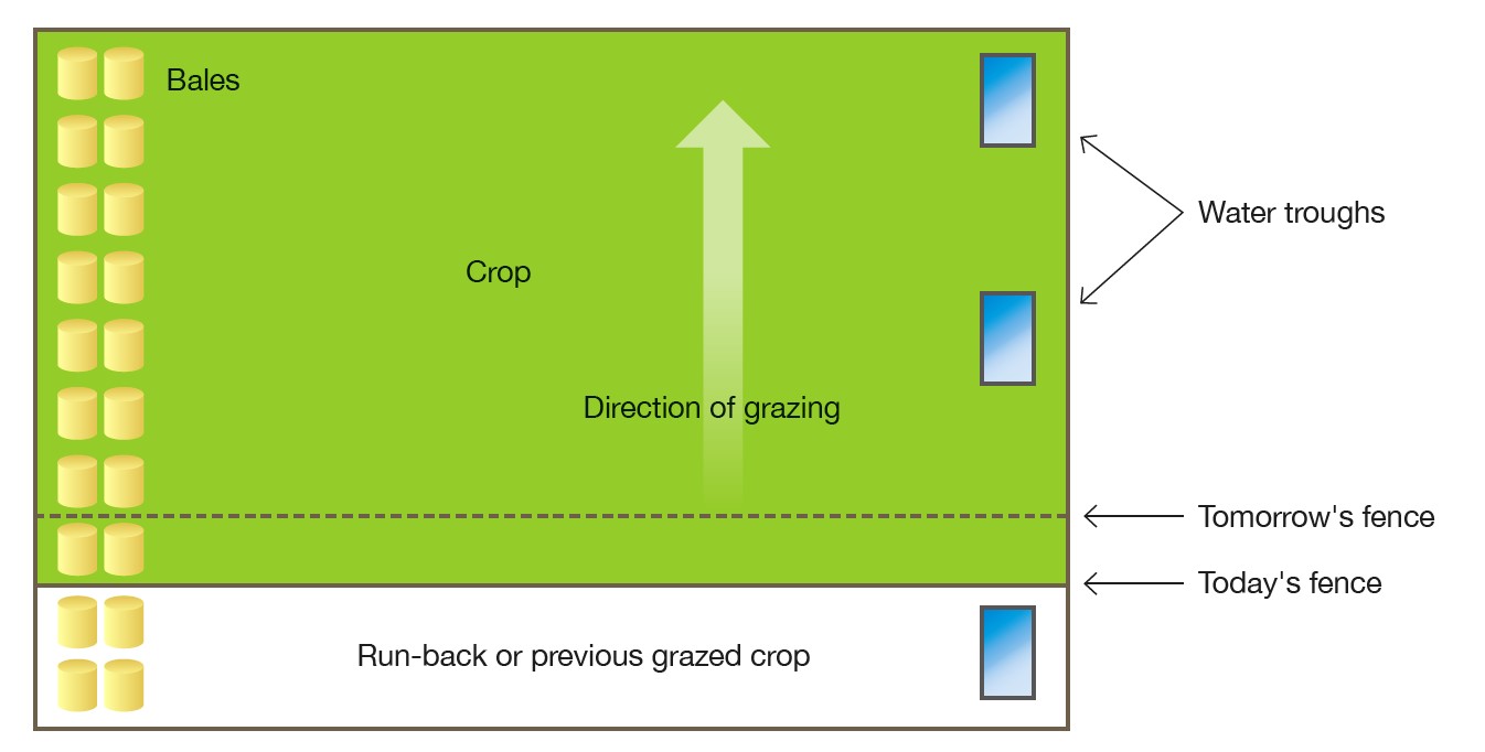 Feed planning for brassica and forage crops | AHDB
