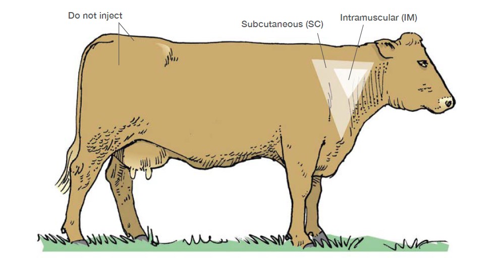 Essential health checks for growing and finishing dairy cattle