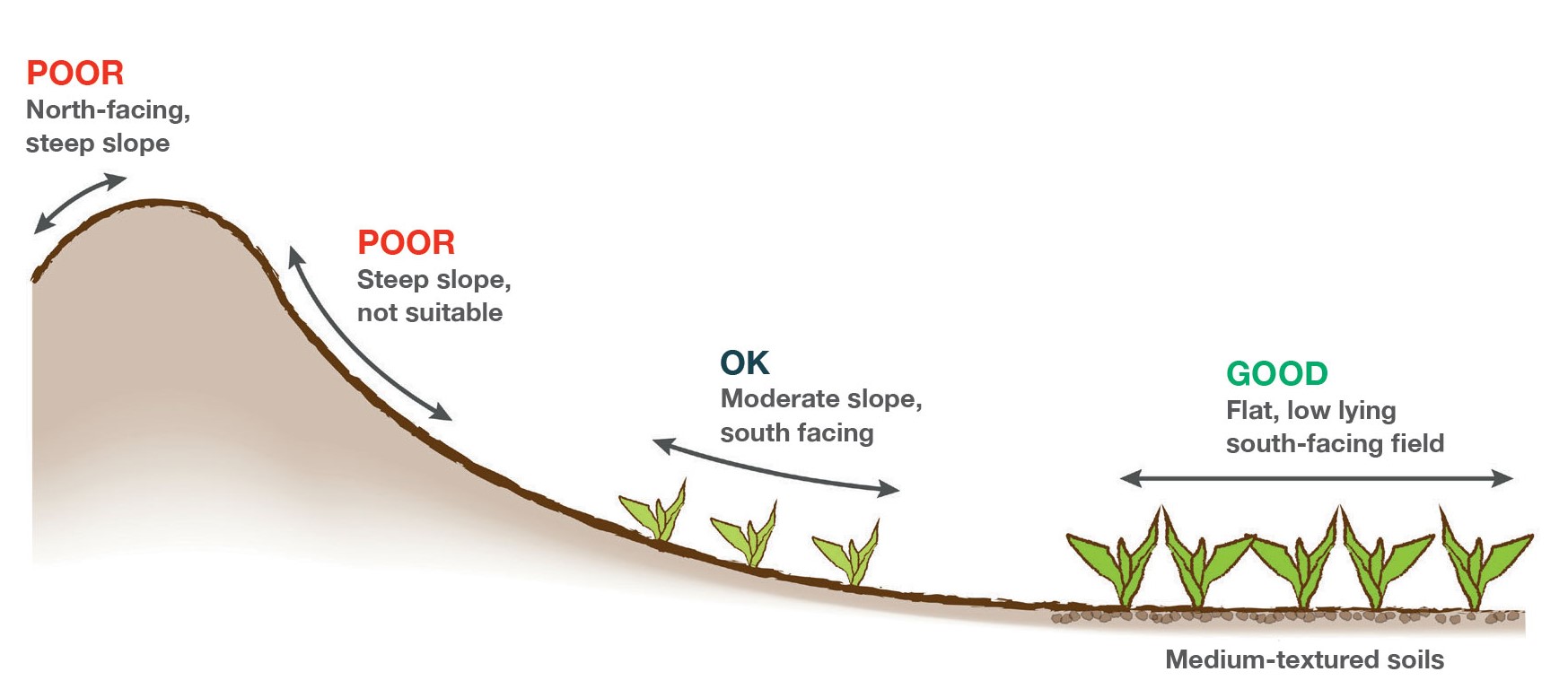 Where to grow maize | AHDB