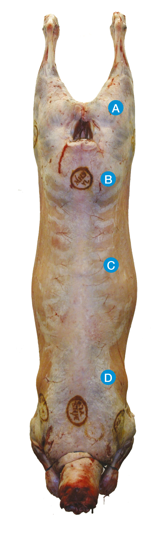 Stock judging: breeding ewes, finished lambs and lamb carcase | AHDB