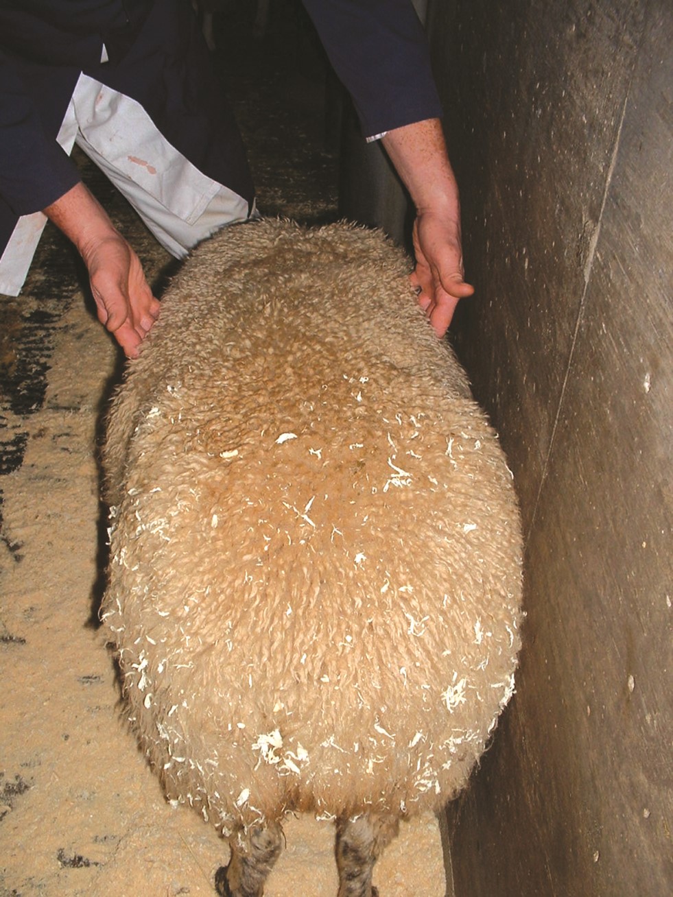 Stock judging: breeding ewes, finished lambs and lamb carcase | AHDB