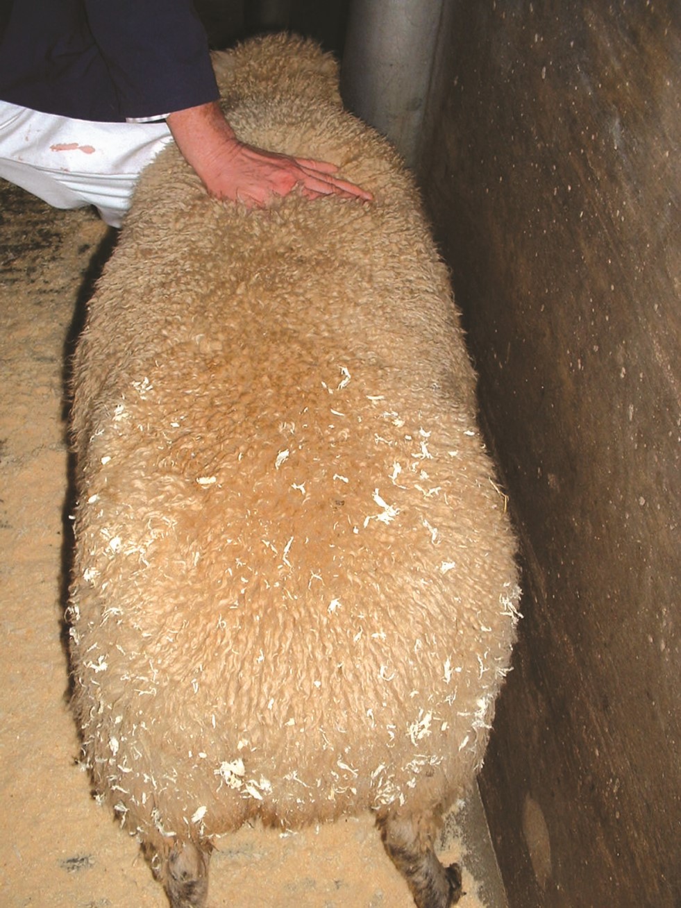 Stock judging: breeding ewes, finished lambs and lamb carcase | AHDB