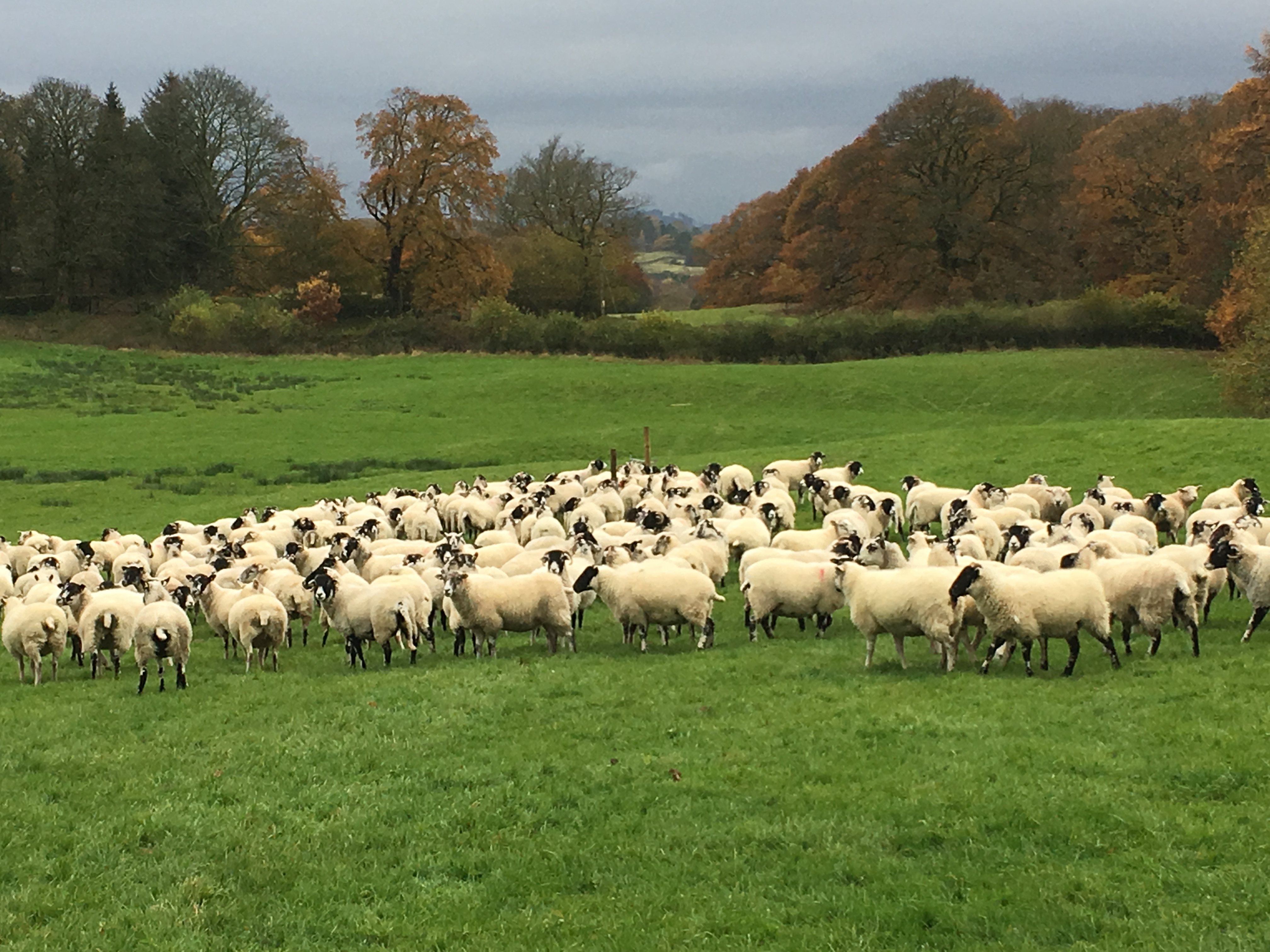 Worming advice from Challenge Sheep farmer Rob Hawke | AHDB