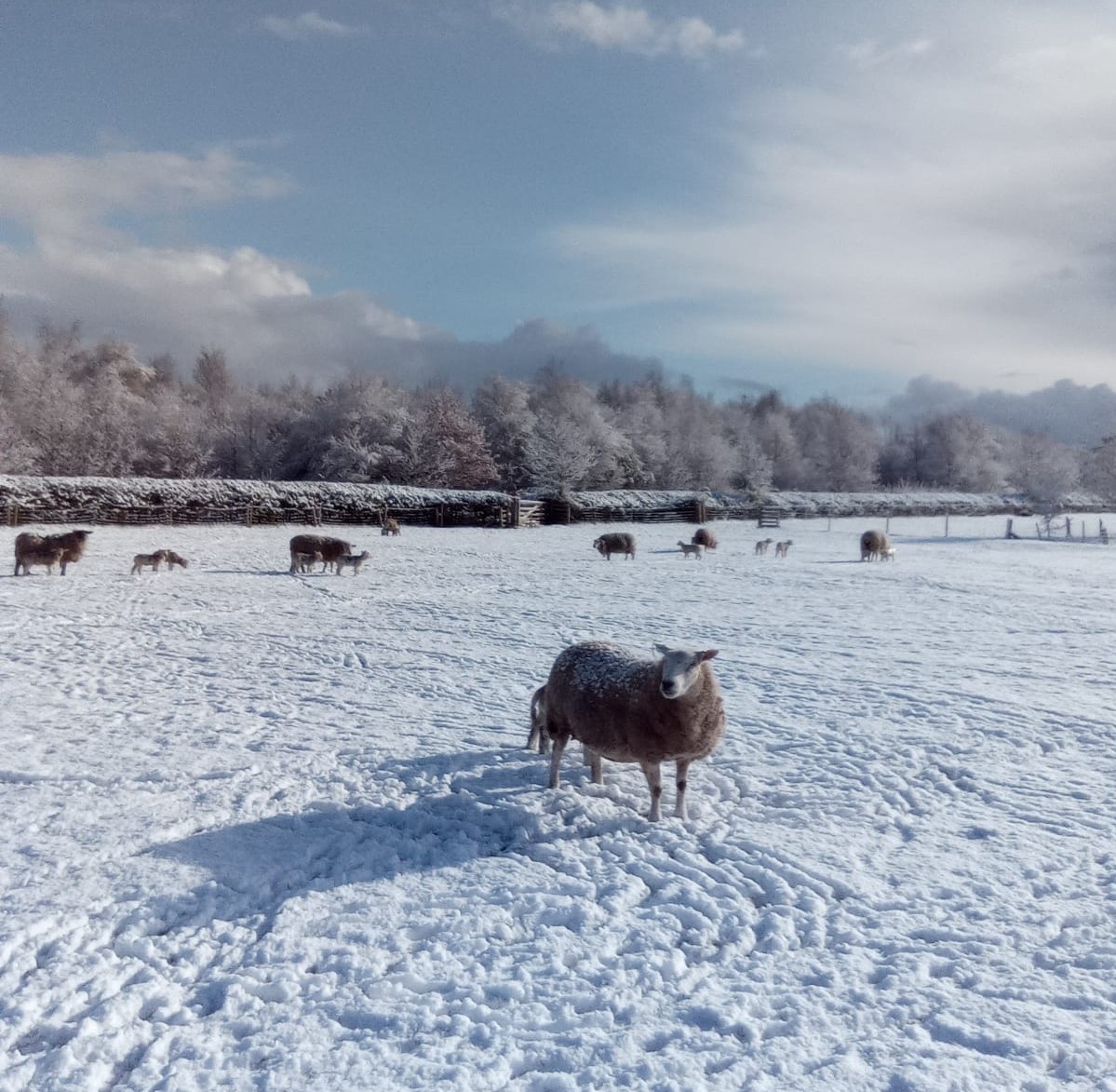 Managing sheep in cold weather | AHDB