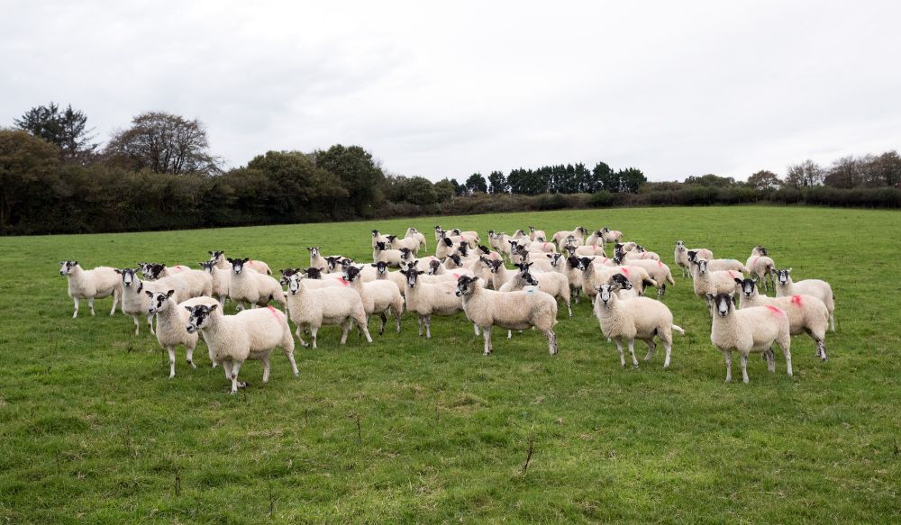 Strategic farmer reaps rewards from grassland management changes | AHDB