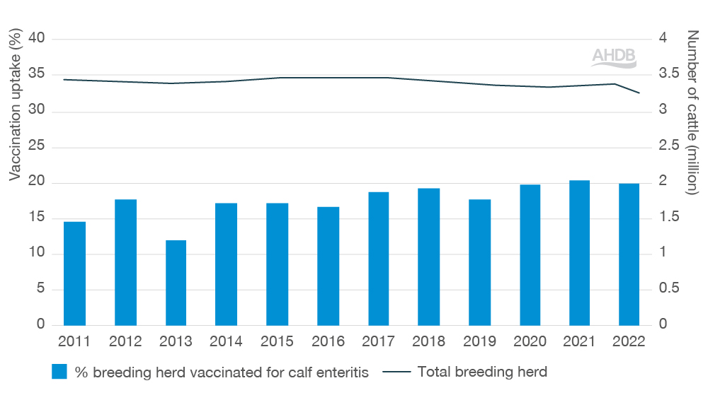 Calf enteritis vaccines in cattle | AHDB