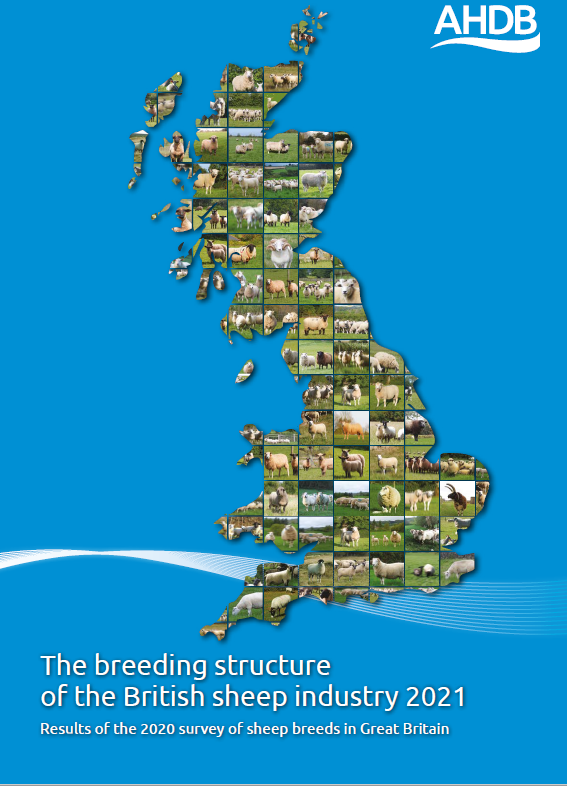 Shaping the future with the latest Sheep Breed Survey results | AHDB