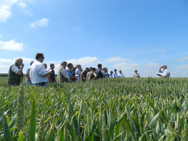 Recommended Lists (RL) variety open days | AHDB