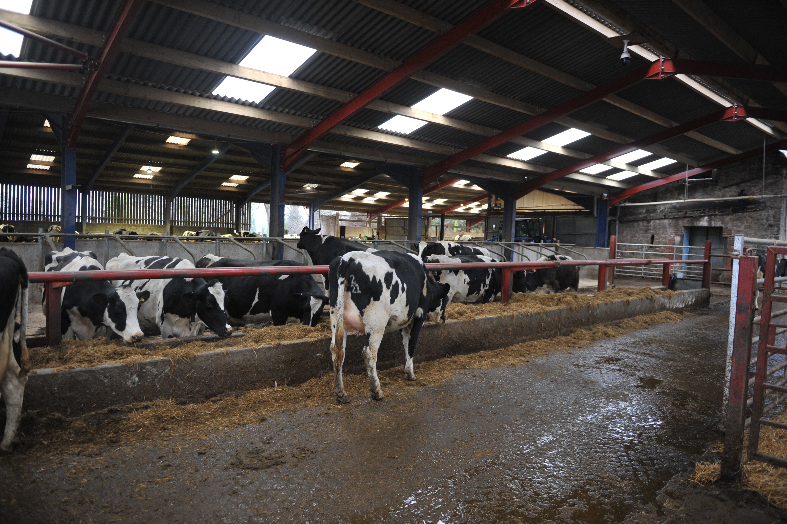 Transition cow management | AHDB