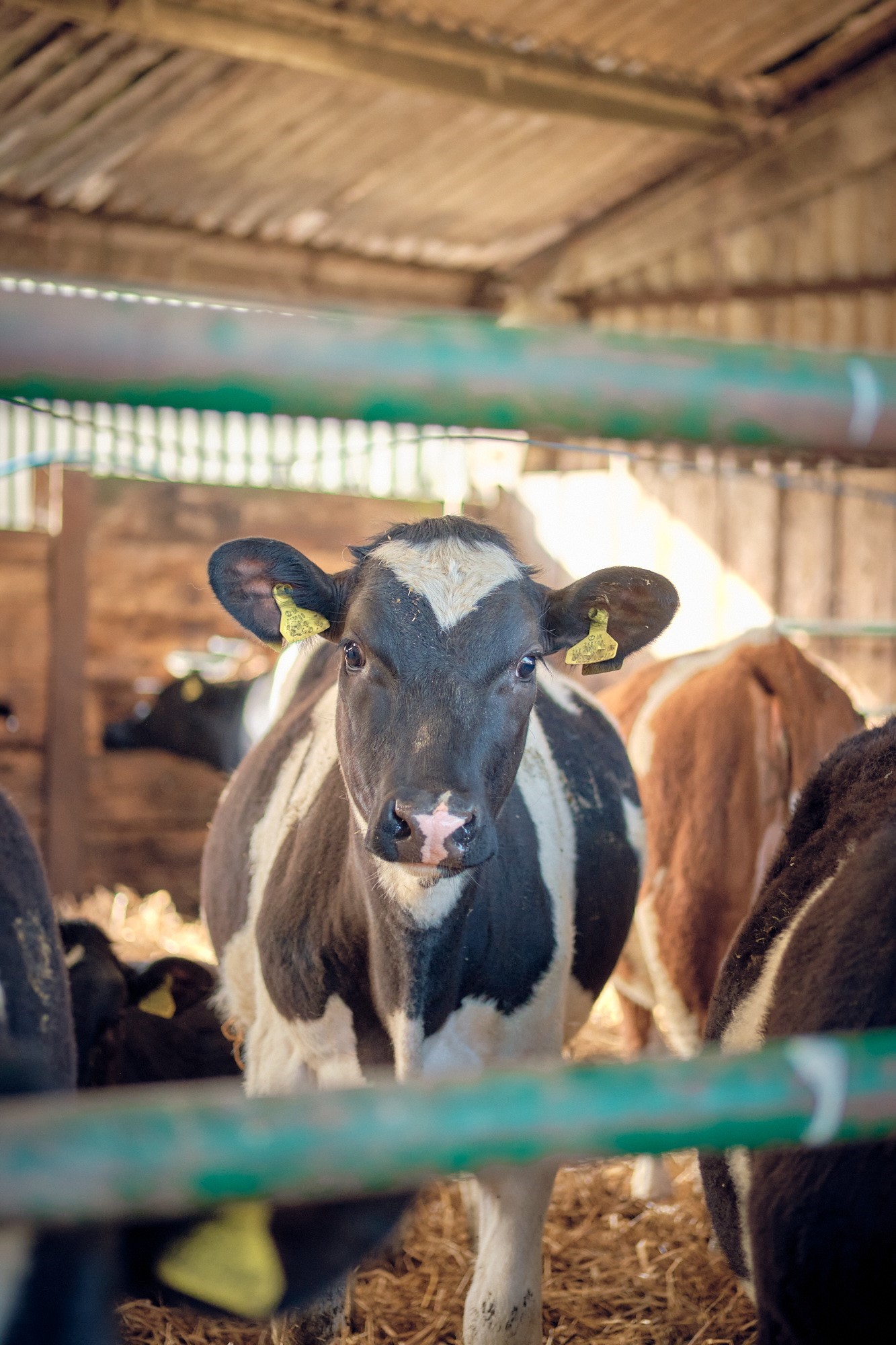 Setting up heifers for a long and productive life | AHDB