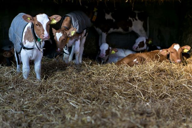 Calves in cold weather | AHDB