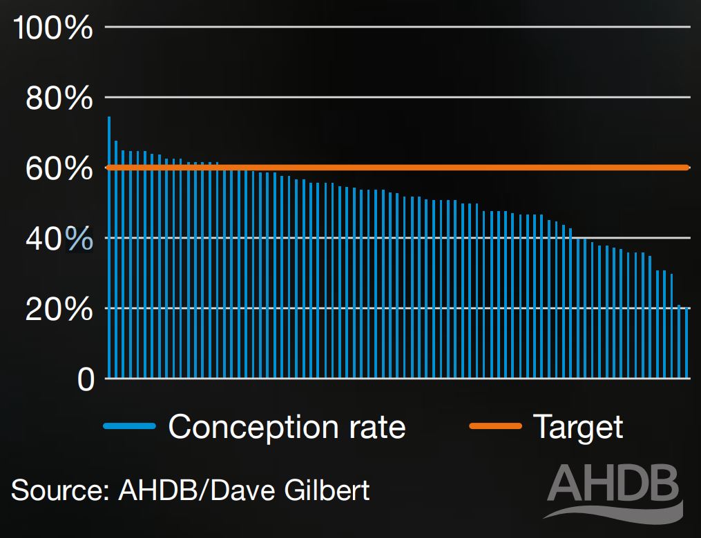 Improving fertility in block-calving herds | AHDB