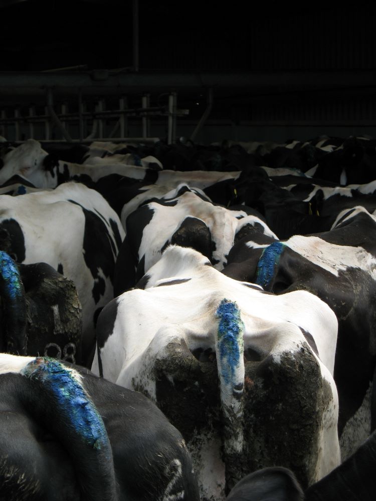 Improving fertility in block-calving herds | AHDB