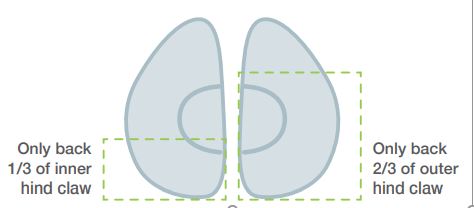 Trimming cows' feet: the five-step Dutch method | AHDB