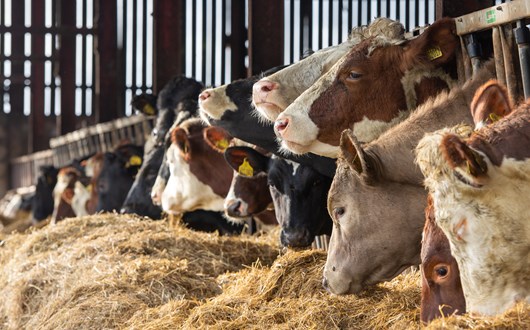 Improving the health and performance of GB dairy cows through better ...
