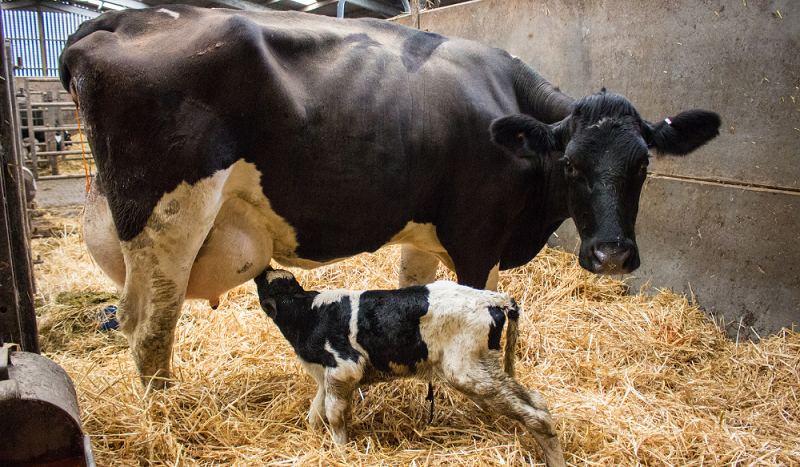 Four ways to breed your dairy cows to cut feed bills | AHDB