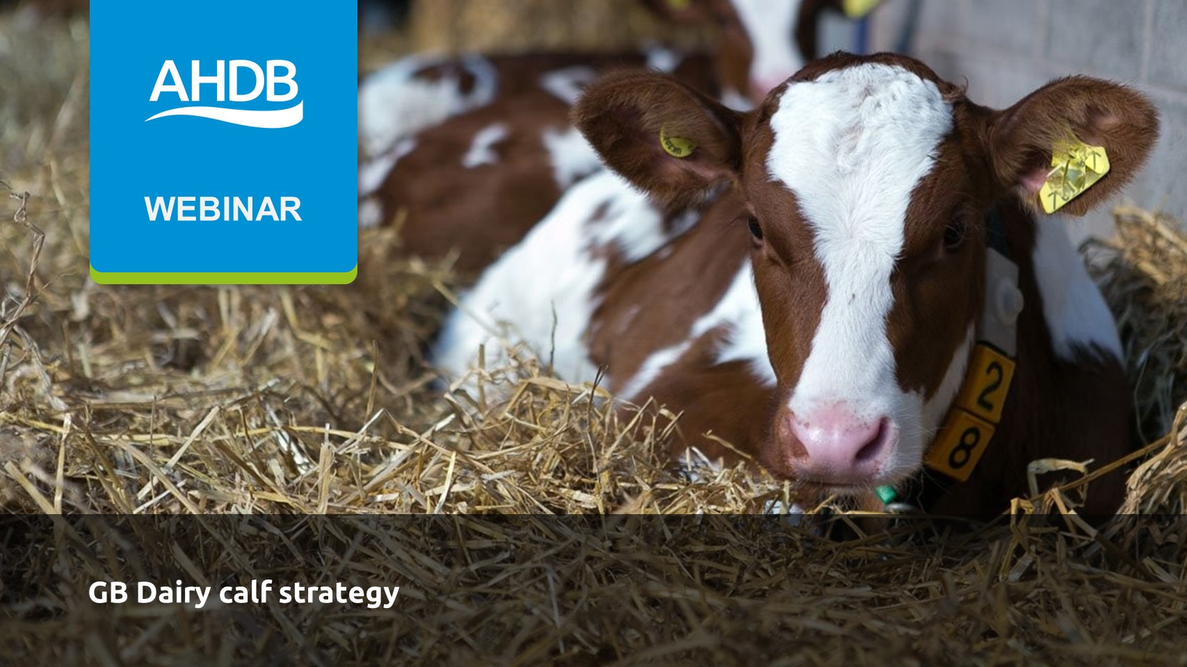 GB Dairy calf strategy | AHDB