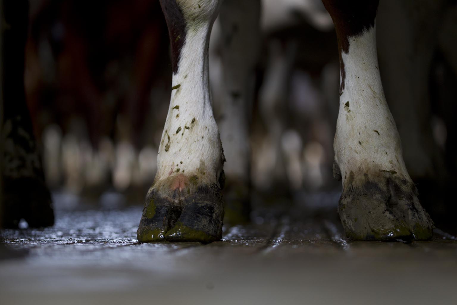 Identifying how digital dermatitis is transmitted between dairy cows ...