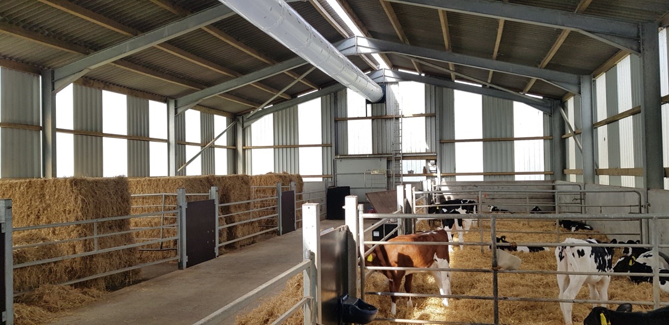 Youngstock housing case study – Eldon Farm | AHDB
