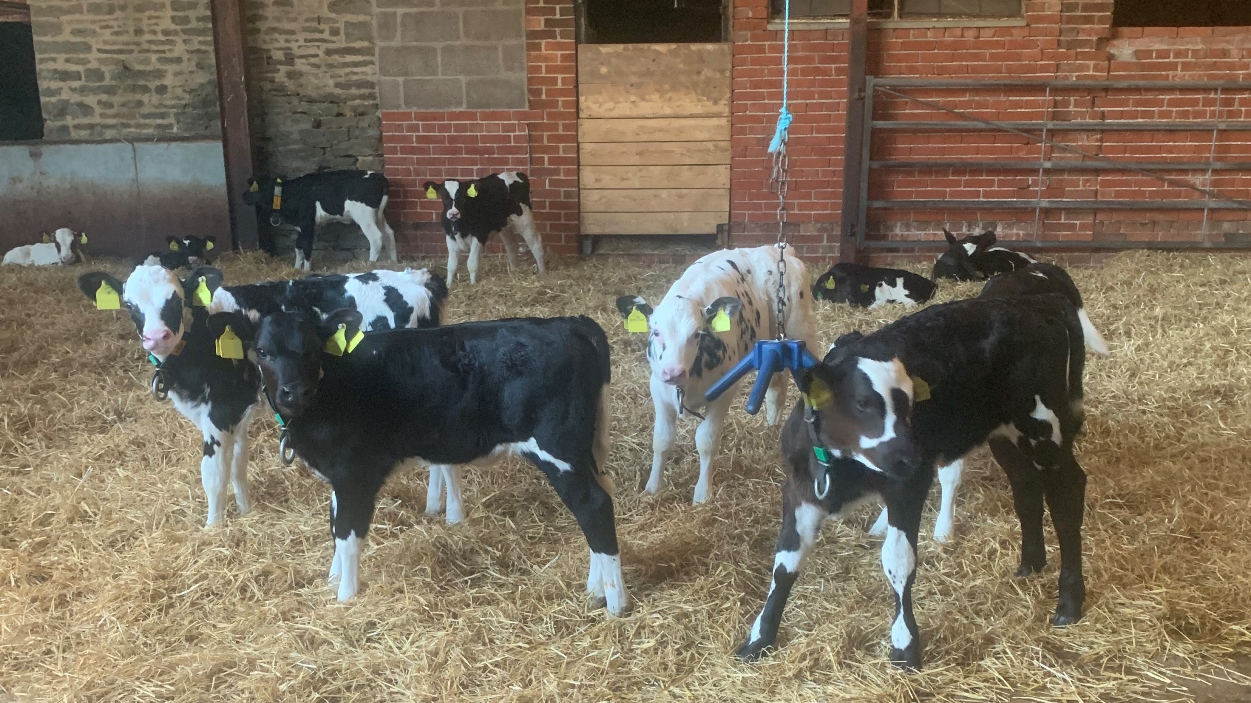 Youngstock housing – Legislation and market requirements | AHDB