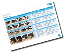 AHDB foot health resources | AHDB