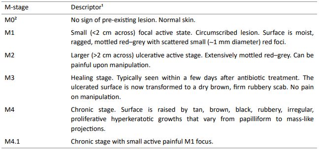 Digital Dermatitis M-score and the ICAR guide | AHDB