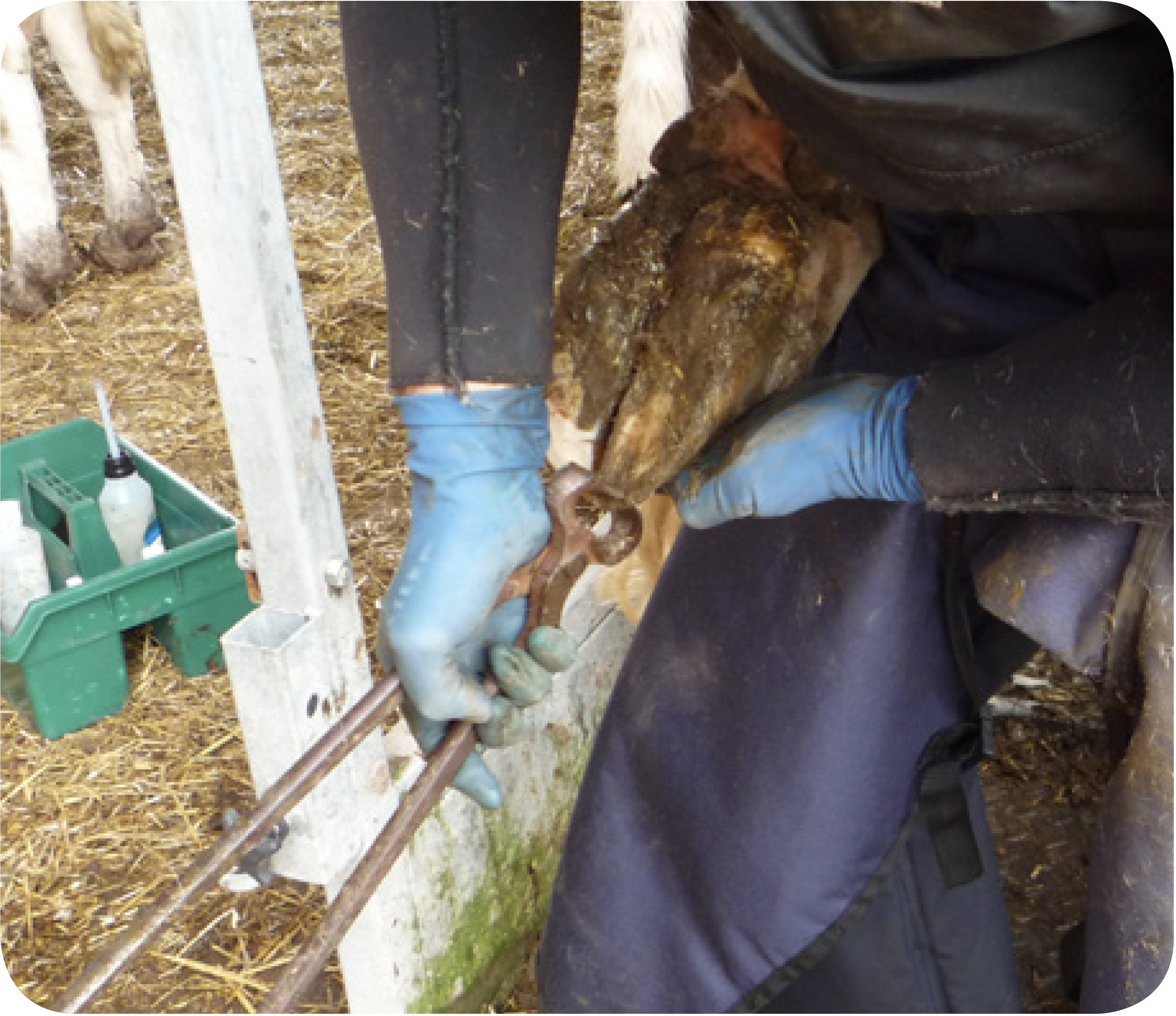 Trimming cows' feet: the five-step Dutch method | AHDB