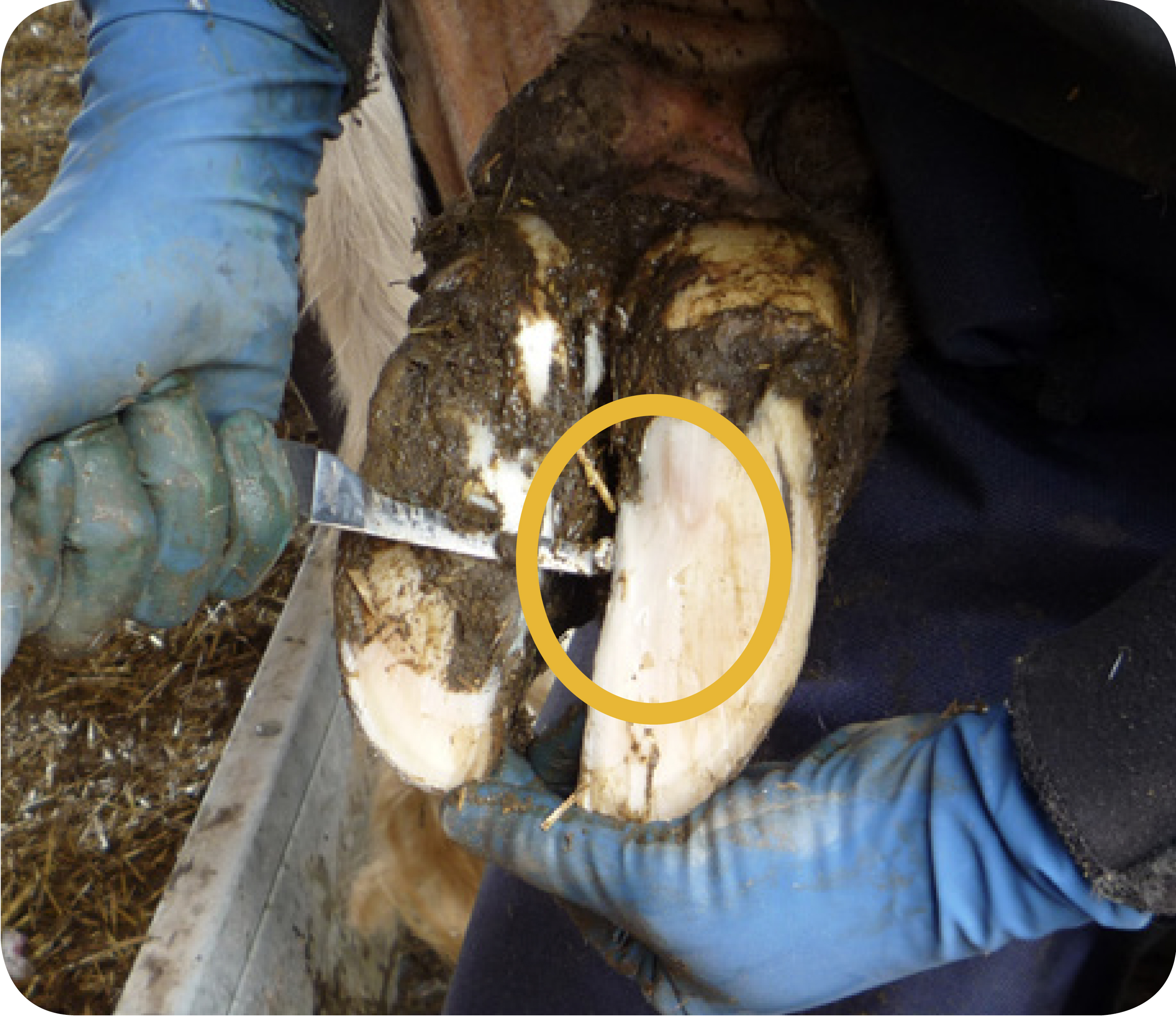 Trimming cows' feet: the five-step Dutch method | AHDB