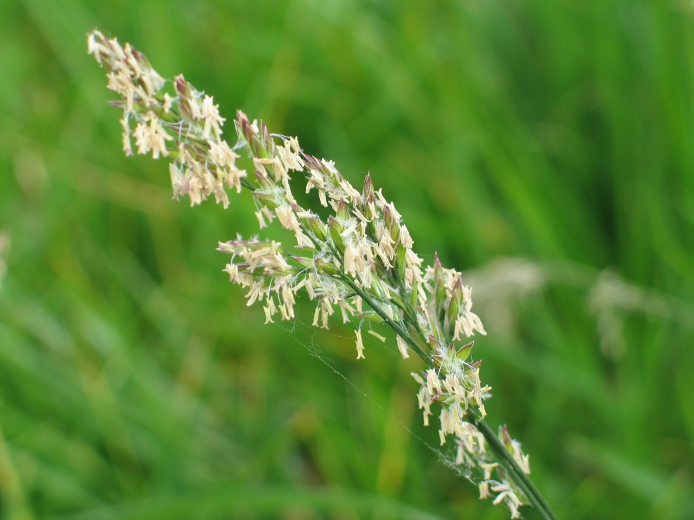 Fescue Identification at Tracy Dibenedetto blog