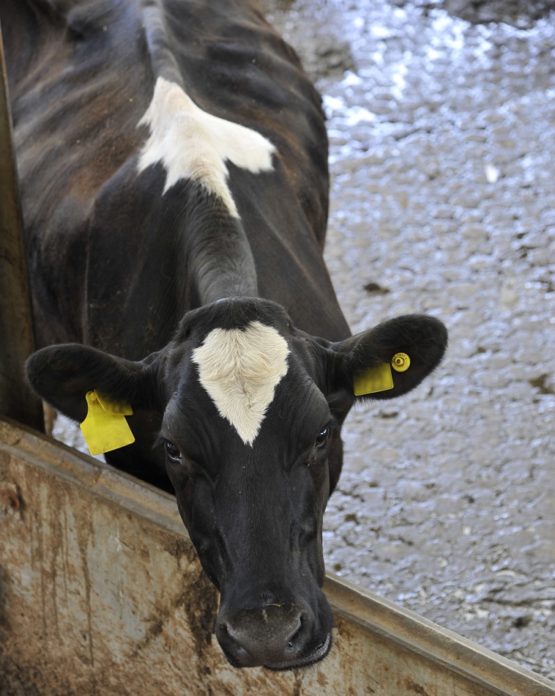Displaced abomasum in dairy cows | AHDB