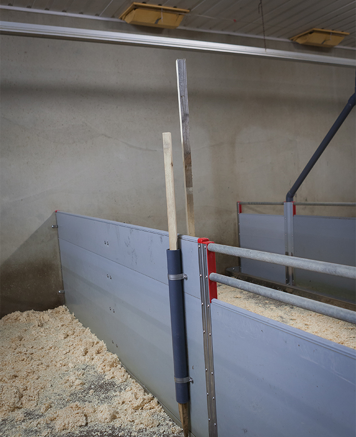 EU PiG – Rearing pigs with intact tails | AHDB