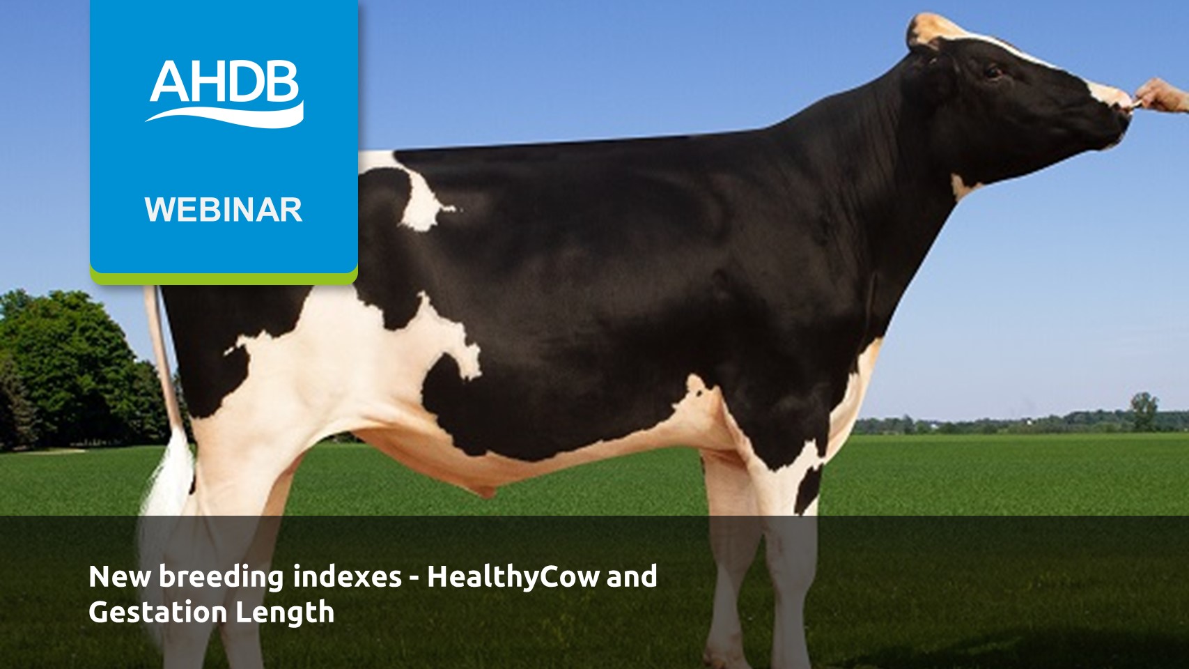New breeding indexes - HealthyCow and Gestation Length thumbnail | AHDB