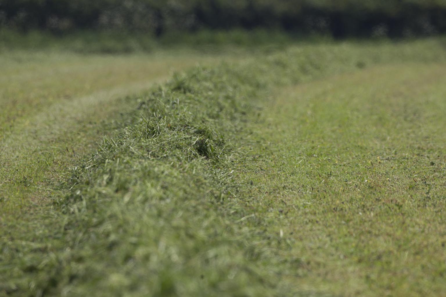 How to sample grass before cutting for silage | AHDB