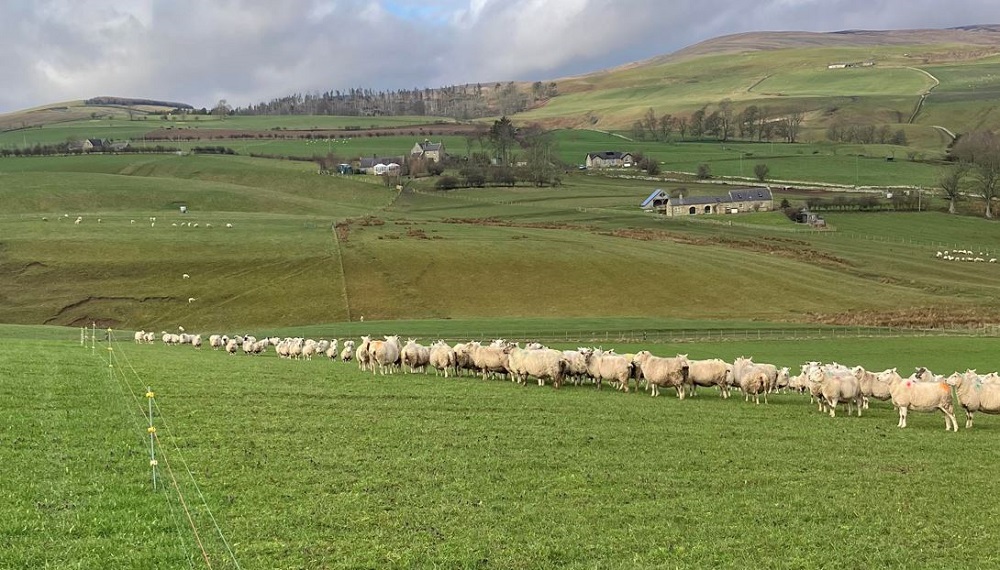 Trialling a pre-lambing rotation at Alnham Farm (case study) | AHDB