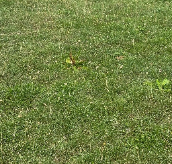 Case study: Keeping grass in the diet during drought at Wolfhall Farm ...