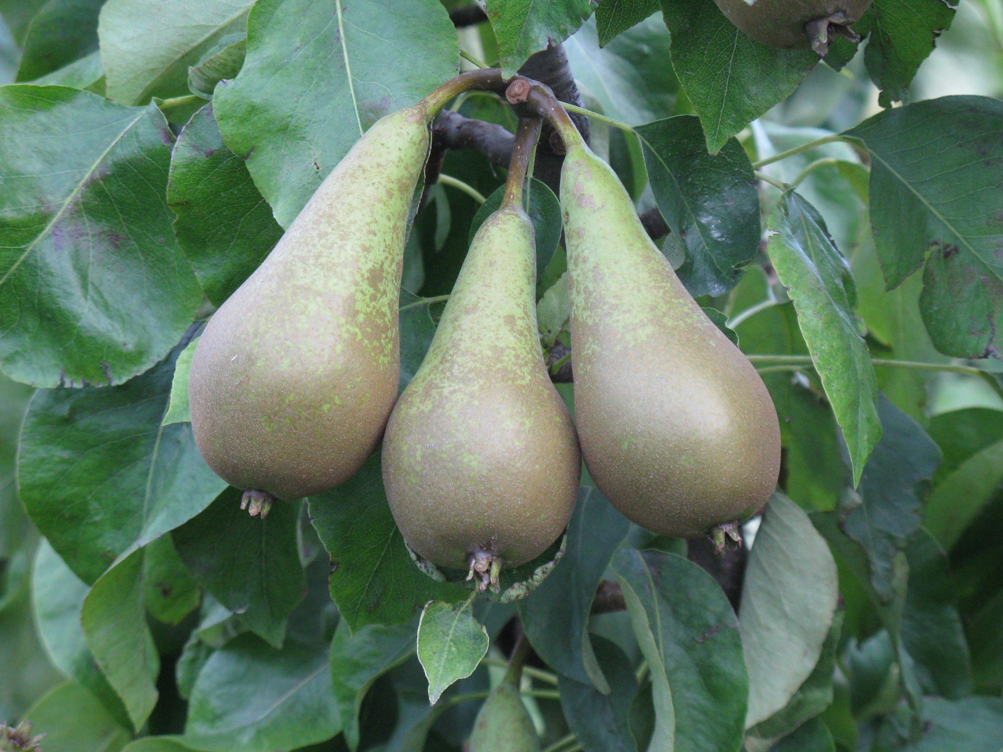Baxter pear 3 | AHDB