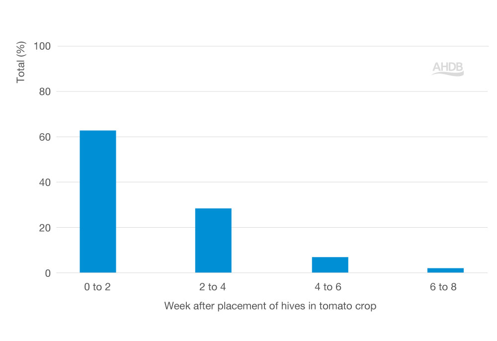 Bombus terrestris colony development in tomato crops | AHDB