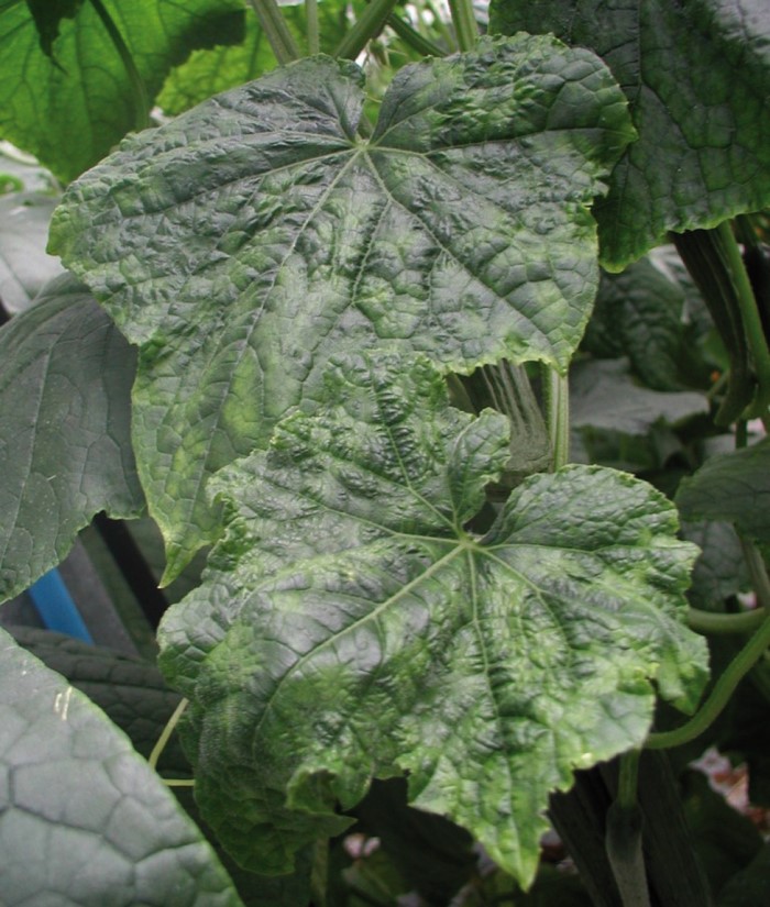 Biology and symptoms of cucumber green mottle mosaic virus (CGMMV) | AHDB