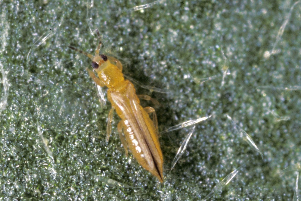 Recognition and biology of the main thrips species damaging protected ...